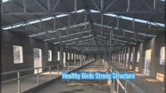 Poultry Steel Structure: Ventilation Anti Corrosion