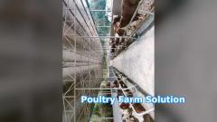 Poultry Steel Structure Ventilation Anti Corrosion