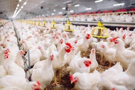 Professional Design Chicken Farm Equipment House Prefabricated Steel Buildings