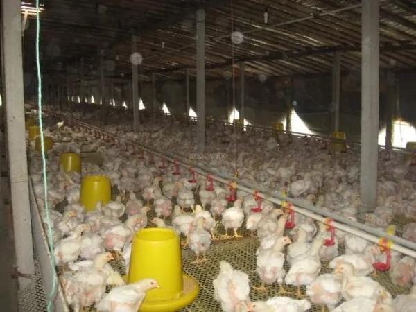 Professional Design Chicken Farm Equipment House Prefabricated Steel Buildings