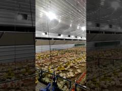 Gegalvaniseerde plaat Veehouderij Huis Stalen structuur Veredelaar Kippenhuizen