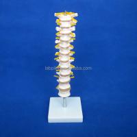China Educational Spine Model Thoracic Spinal Column with Nerves and Intervertebral Discs for sale