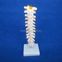 China Educational Spine Model Thoracic Spinal Column with Nerves and Intervertebral Discs for sale