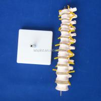 China Educational Spine Model Thoracic Spinal Column with Nerves and Intervertebral Discs for sale