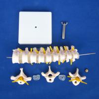 China Educational Spine Model Thoracic Spinal Column with Nerves and Intervertebral Discs for sale