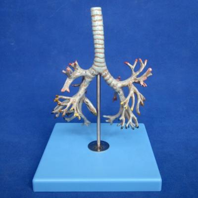 Cina Vivido albero bronchiale anatomico modello 26 posizioni segnate anatomia della trachea per la scienza medica in vendita