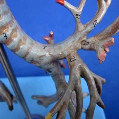 Cina Vivido albero bronchiale anatomico modello 26 posizioni segnate anatomia della trachea per la scienza medica in vendita