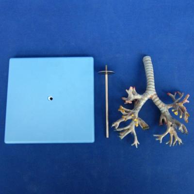 Cina Vivido albero bronchiale anatomico modello 26 posizioni segnate anatomia della trachea per la scienza medica in vendita
