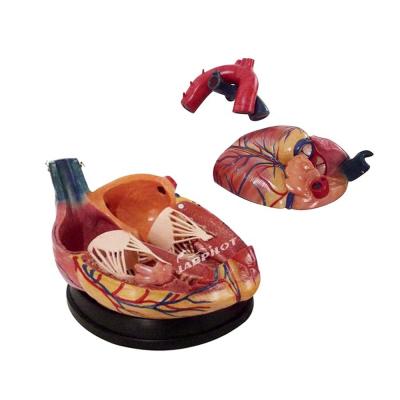 China Human Life Size Anatomical Heart Model Ideal for Teaching and Demonstration Purposes for sale