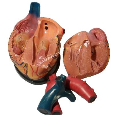 China Human Life Size Anatomical Heart Model Ideal for Teaching and Demonstration Purposes for sale