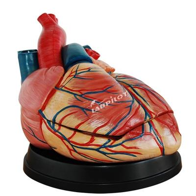 China Human Life Size Anatomical Heart Model Ideal for Teaching and Demonstration Purposes for sale