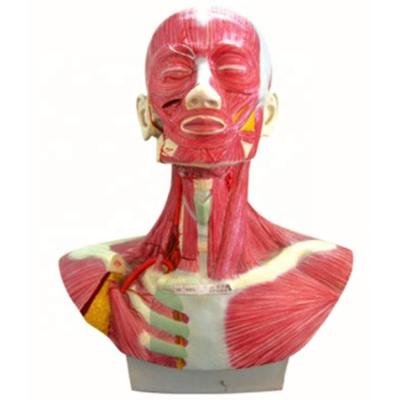 China Human Life Size Head Face Neck Anatomy and External Carotid Artery Distribution Model for sale