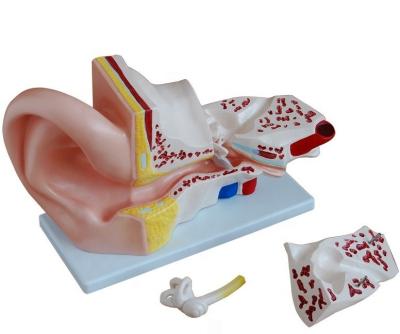 China Medical Science 4 Parts Giant Anatomical Ear Model for Teaching Internal Ear Anatomy for sale