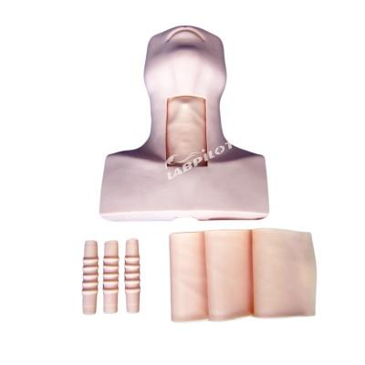 China Maniek Anatomie Onderwijs Tracheostomie Demonstratie Model voor Medische Wetenschap vak Te koop
