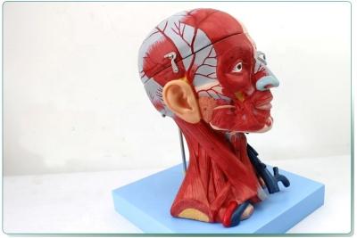 China Anatomische Demonstration menschlicher Kopf mit Muskeln und Gehirn anatomisches Rumpfmodell zu verkaufen