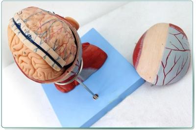 China Anatomische Demonstration menschlicher Kopf mit Muskeln und Gehirn anatomisches Rumpfmodell zu verkaufen