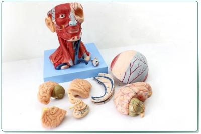 China Anatomische Demonstration menschlicher Kopf mit Muskeln und Gehirn anatomisches Rumpfmodell zu verkaufen