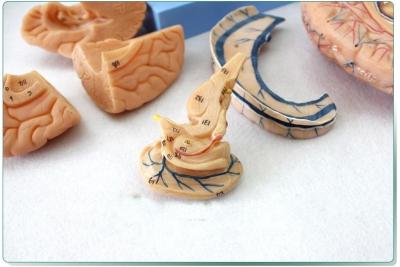 China Anatomische Demonstration menschlicher Kopf mit Muskeln und Gehirn anatomisches Rumpfmodell zu verkaufen