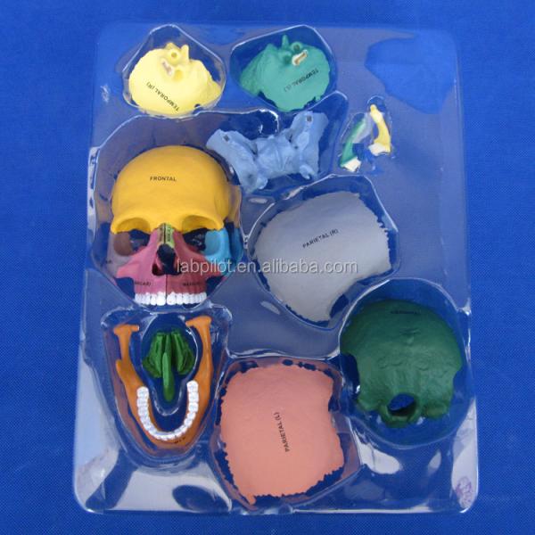 Assemblaggio avanzato del modello di cranio in PVC per dimostrazione anatomica