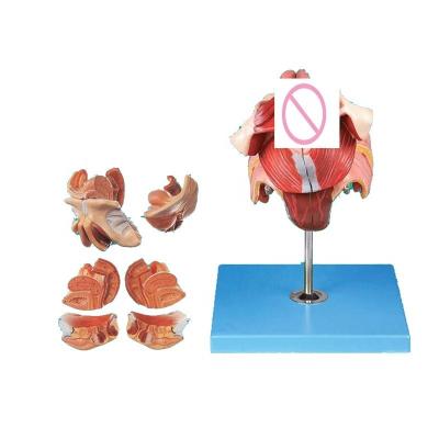 China Human Reproductive System Model Effective Teaching with Female Genital Organs Anatomy for sale