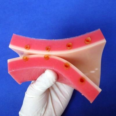 中国 IV 注射訓練 デモンストレーション 鮮明な皮膚モデルを持つ医学教育シミュレーター 販売のため