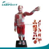 China Advanced PVC Full Body Muscles Model with Internal Organs Displaying Function 170cm for sale