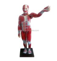 China Advanced PVC Full Body Muscles Model with Internal Organs Displaying Function 170cm for sale