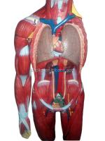 China Advanced PVC Full Body Muscles Model with Internal Organs Displaying Function 170cm for sale