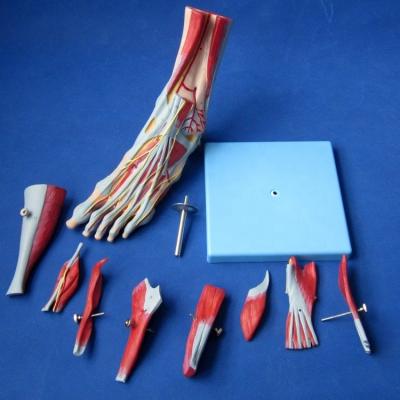 China Human Muscles Anatomical Models Advanced 9 Parts Foot Model with Nerves and Anatomy for sale