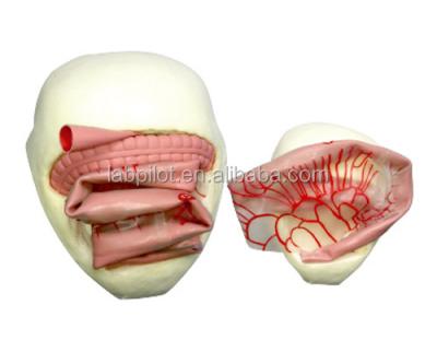 Cina Modello di formazione per l'anastomosi intestinale in PVC per la pratica dell'anastomosi dell'intestino tenue in vendita