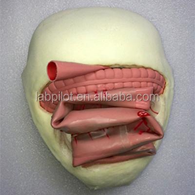 Cina Modello di formazione per l'anastomosi intestinale in PVC per la pratica dell'anastomosi dell'intestino tenue in vendita