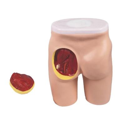 China Omvattend onderwijsmodel voor IM-injectie voor gluteale spieren en anatomie Te koop