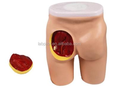 Cina Modello di insegnamento completo dell'iniezione di IM per l'educazione ai muscoli del gluteo e all'anatomia in vendita