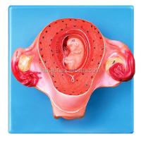 China Human Life Size Embryo Development Models with Highly Detailed Anatomical Structures for sale