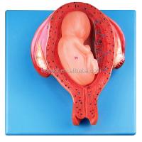 China Human Life Size Embryo Development Models with Highly Detailed Anatomical Structures for sale
