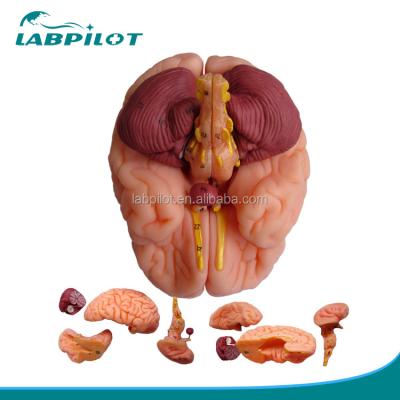 China 8 Parts Deluxe Human Teaching Plastic Brain Model for Hospitals Nervous System Anatomy for sale