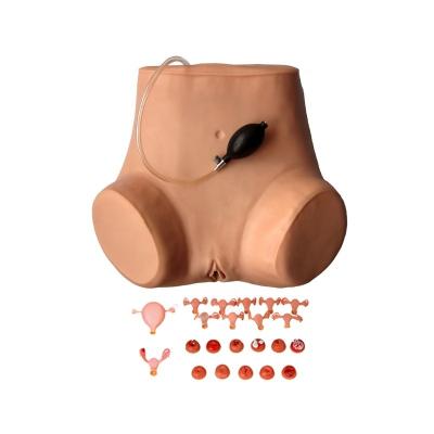 Cina Esame pelvico e vaginale di dimensioni umane Manichino per la dimostrazione di cura dei pazienti in vendita
