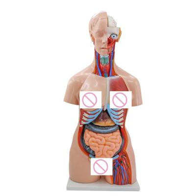 China 40 Parts Brain Heart Lung Stomach Kidney Model for Medical Anatomy Teaching in Hospitals for sale