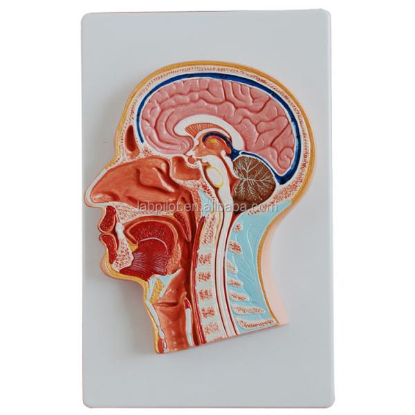 Quality Categories Nervous System Anatomy Model Median Sectioned Head and Brain Model for sale