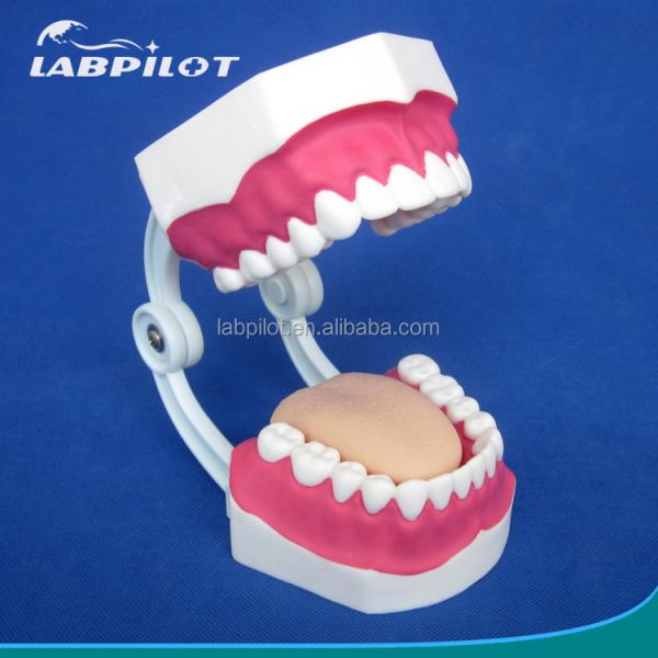 Quality Human Life Size Dental Model 28 Teeth Tooth Brushing Model for Kindergarten Teaching for sale