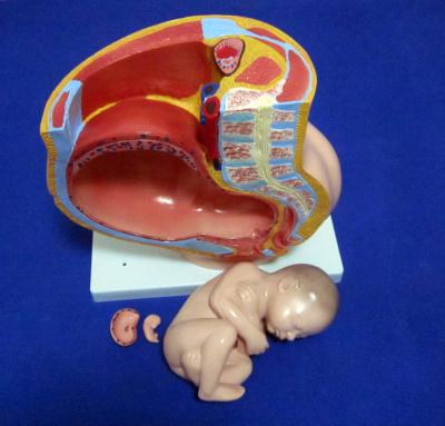 China Medical Science Model Female Pelvis Fetus Uterus and Embryo at 40th Week of Pregnancy for sale