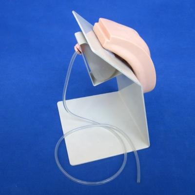 中国 科目 医学 活気 女性の生殖器 訓練 カテーテリゼーションのための膀?? モデル 販売のため