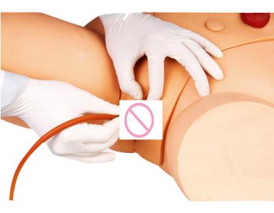China Modelo de Treinamento de Injecção Intramuscular para o Desenvolvimento de Habilidades de Cateterismo Feminino à venda
