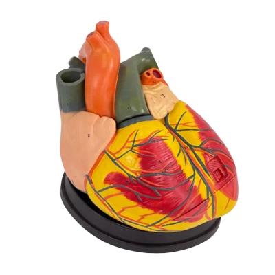 China Human Biological Teaching Model Advanced Jumbo Heart for Medical Science Education for sale