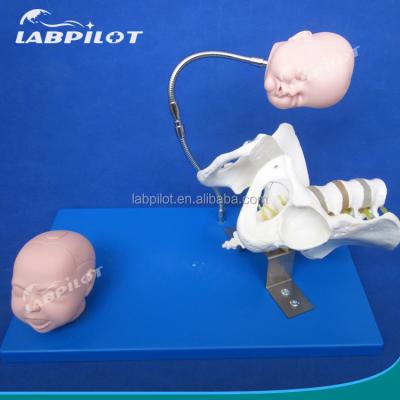 China Levendig bekken en foetale hoofden Geavanceerd PVC-model voor geboortevaardigheden demonstratie Te koop