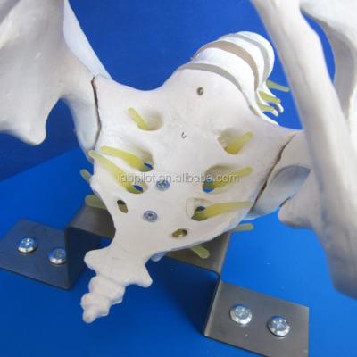China Levendig bekken en foetale hoofden Geavanceerd PVC-model voor geboortevaardigheden demonstratie Te koop