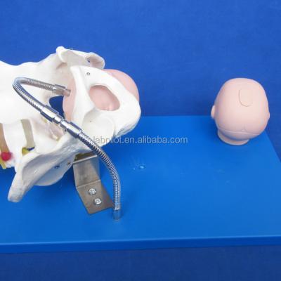 China Levendig bekken en foetale hoofden Geavanceerd PVC-model voor geboortevaardigheden demonstratie Te koop