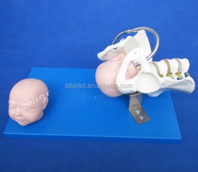 China Levendig bekken en foetale hoofden Geavanceerd PVC-model voor geboortevaardigheden demonstratie Te koop