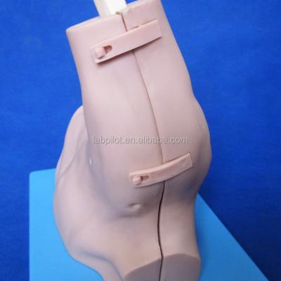 Cina Dimensione umana Dimostrazione di cura della spalla Dimostrazione del modello di artroscopia in vendita