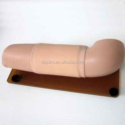 China Mannequin voor verloskundige en gynaecologische vaardigheden Model anticonceptie Onderwijs Arm Model Te koop